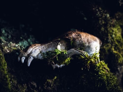 Lynx Behavior Capture Wins 2026 Wildlife Photography Accolade – Milad ...